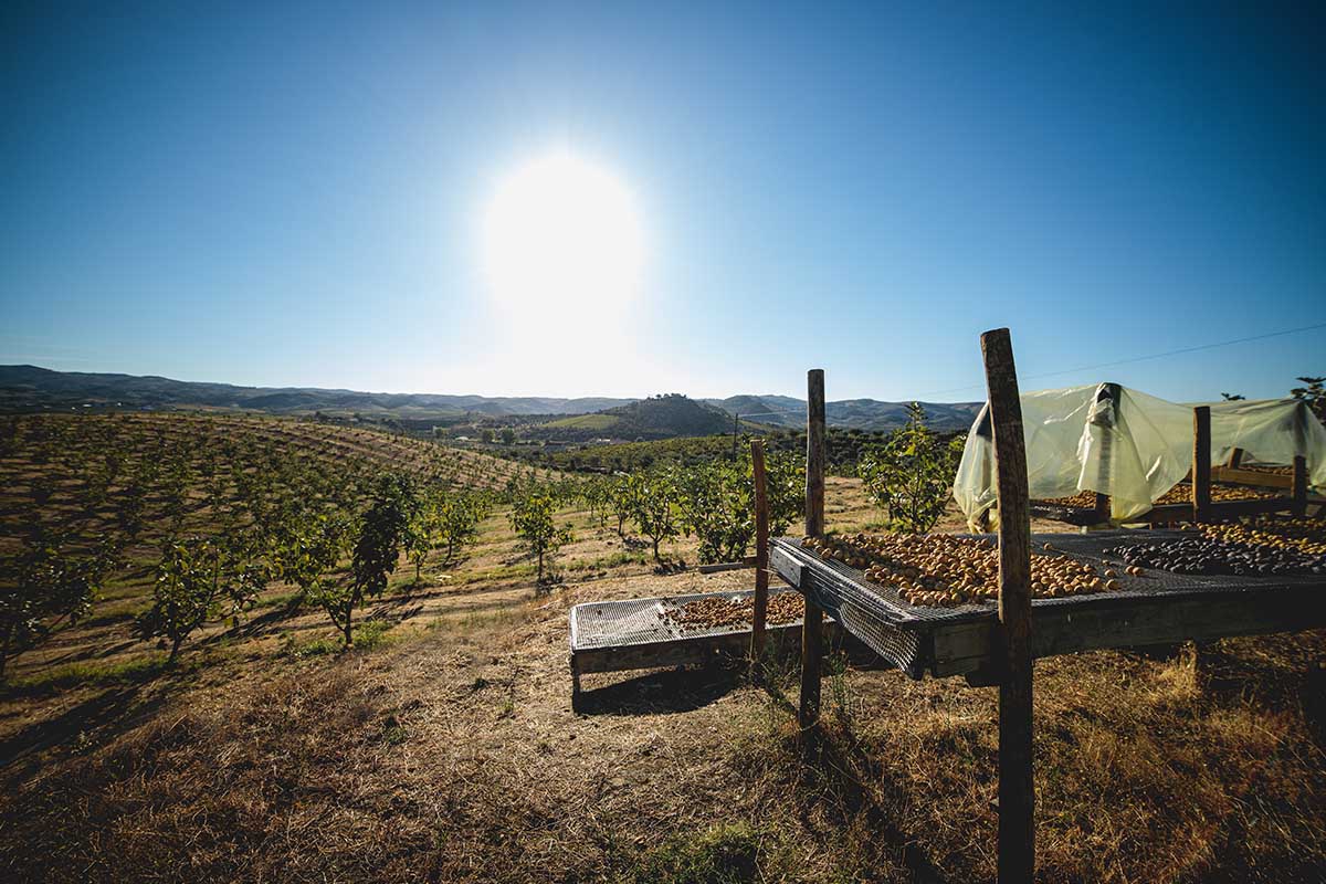 A Quinta - Quinta da Ribeirinha